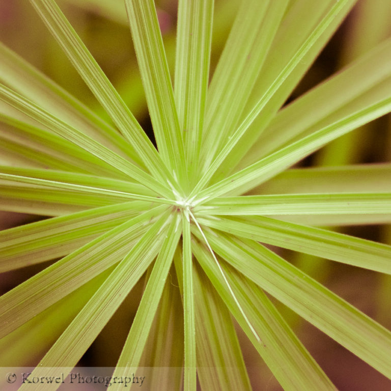 Symmetry in nature – Korwel Photography